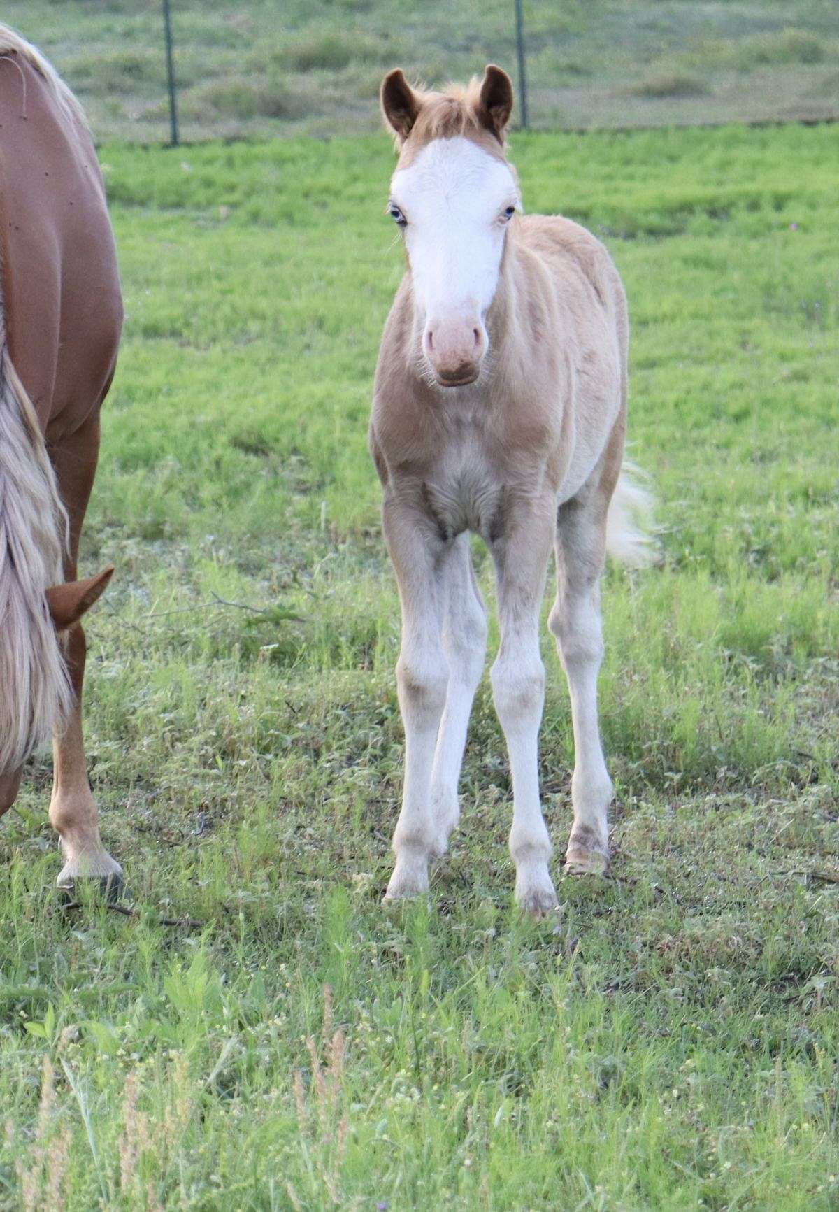 Chestnut Splash 7/8 Welsh Pony Filly