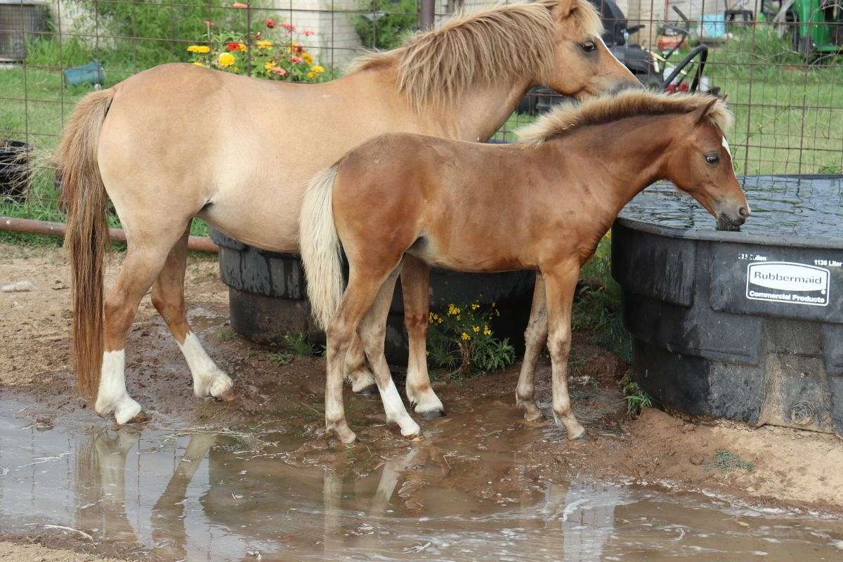 Stunning Bay 1/2 Welsh Filly