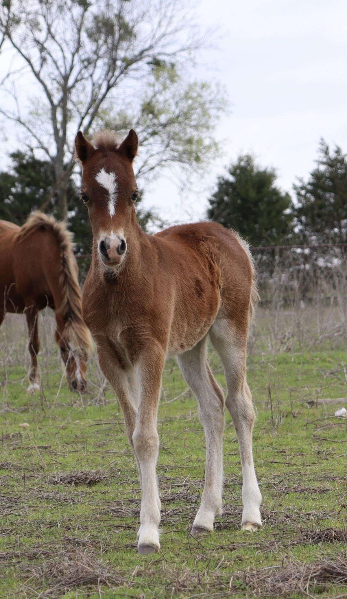 Stunning Bay 1/2 Welsh Filly