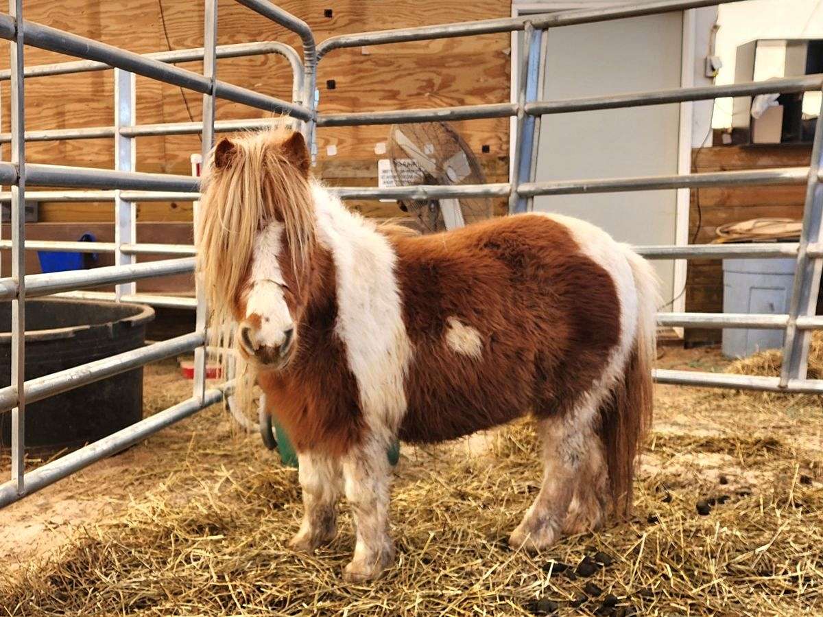 14 Year Old Mini Mare