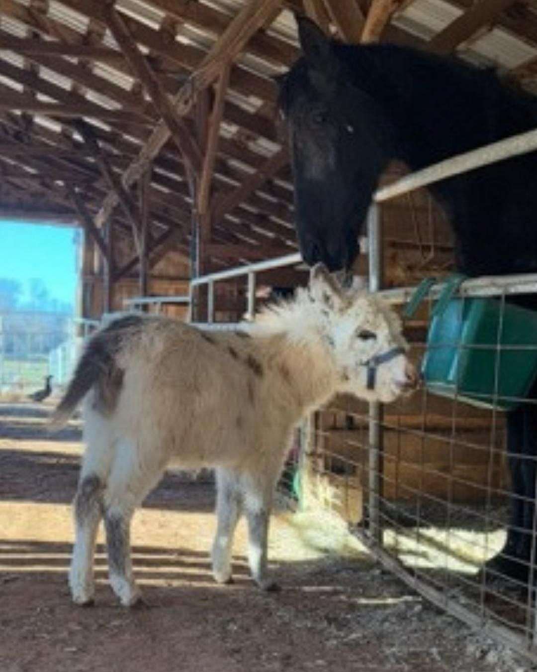 Fluff - Adorable Mini Donkey!