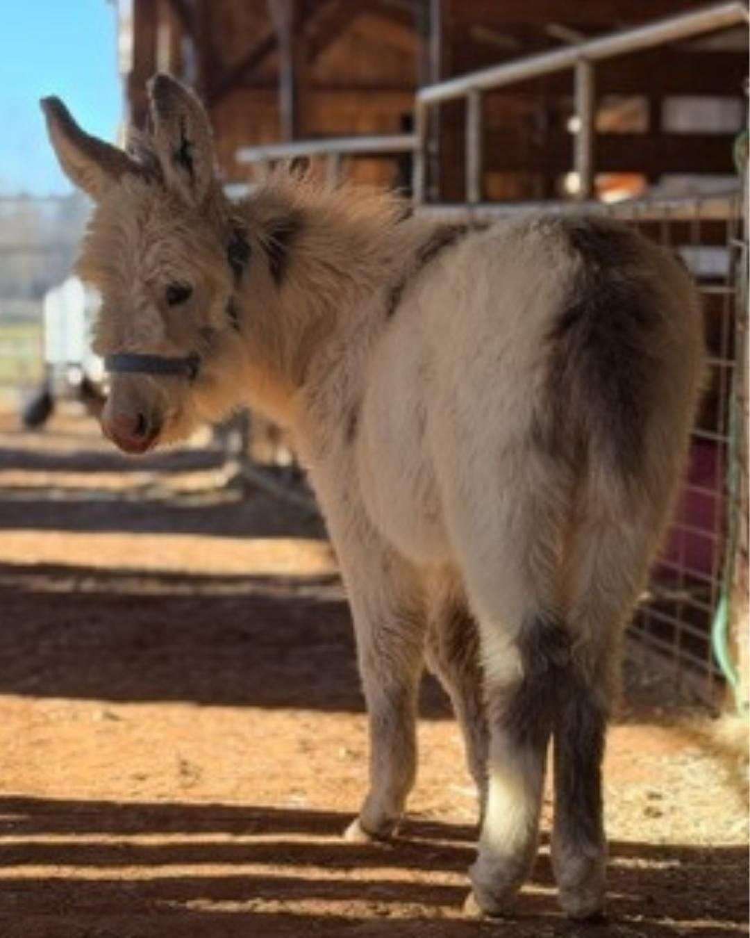 Fluff - Adorable Mini Donkey!