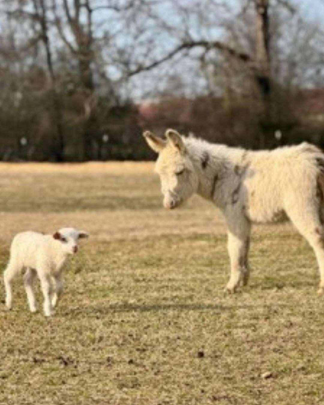 Fluff - Adorable Mini Donkey!