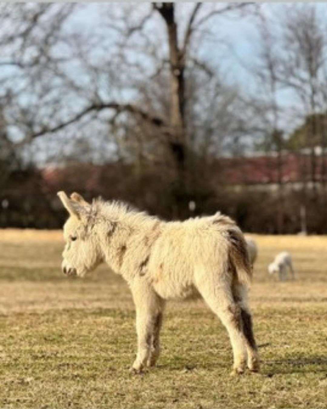Fluff - Adorable Mini Donkey!
