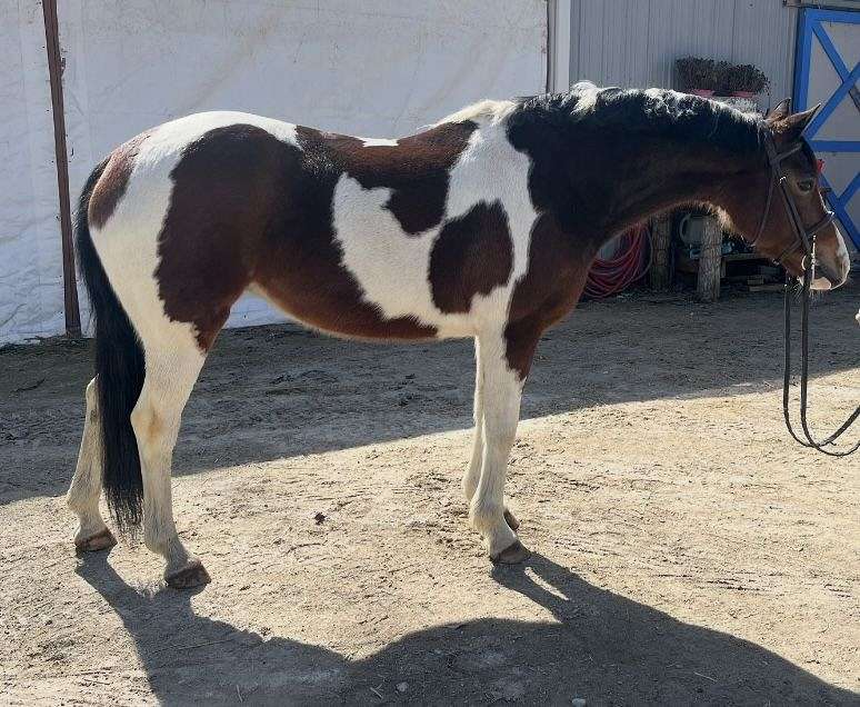 Project Pony