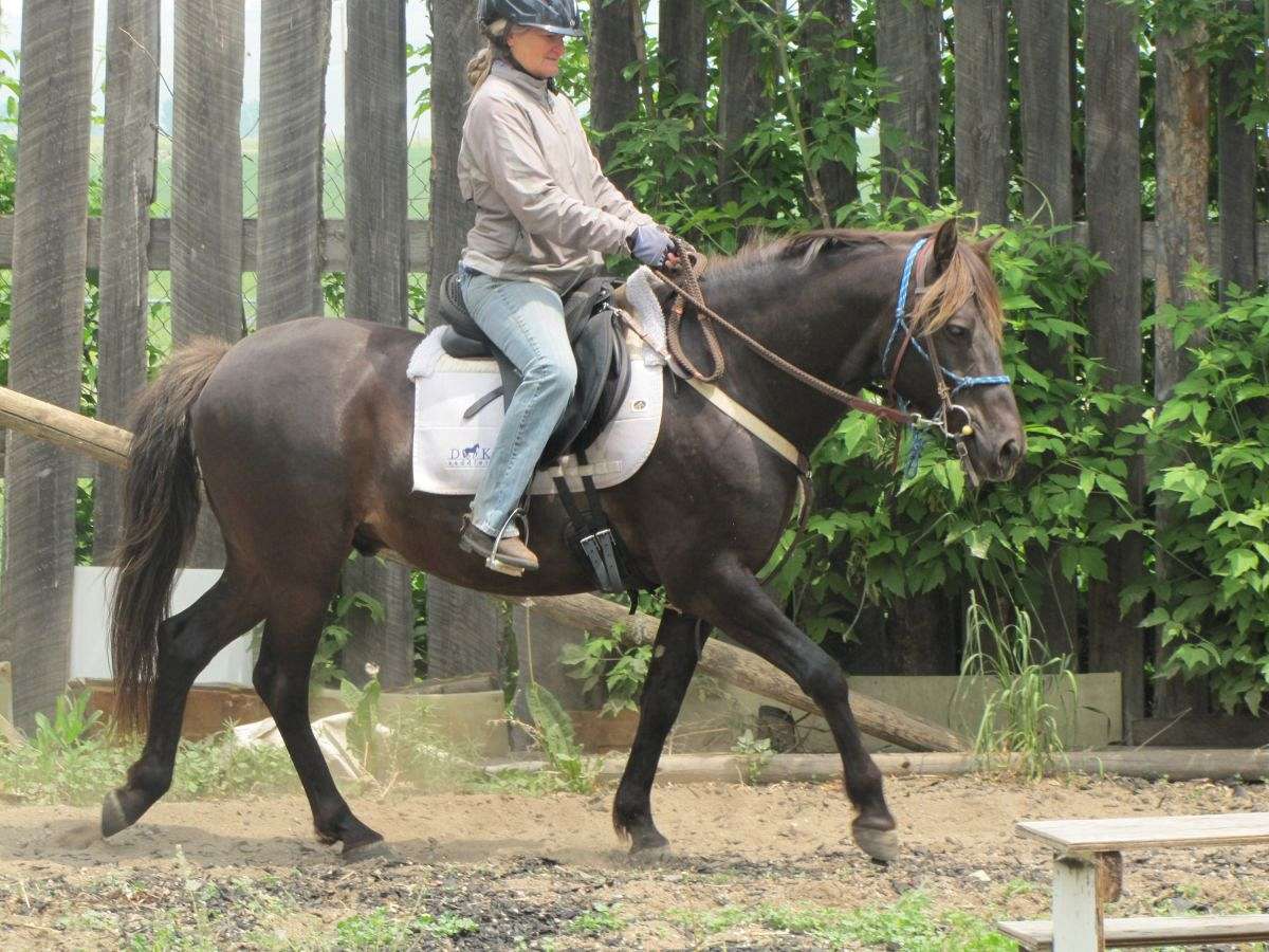 Welsh/Morgan Large Pony Gelding