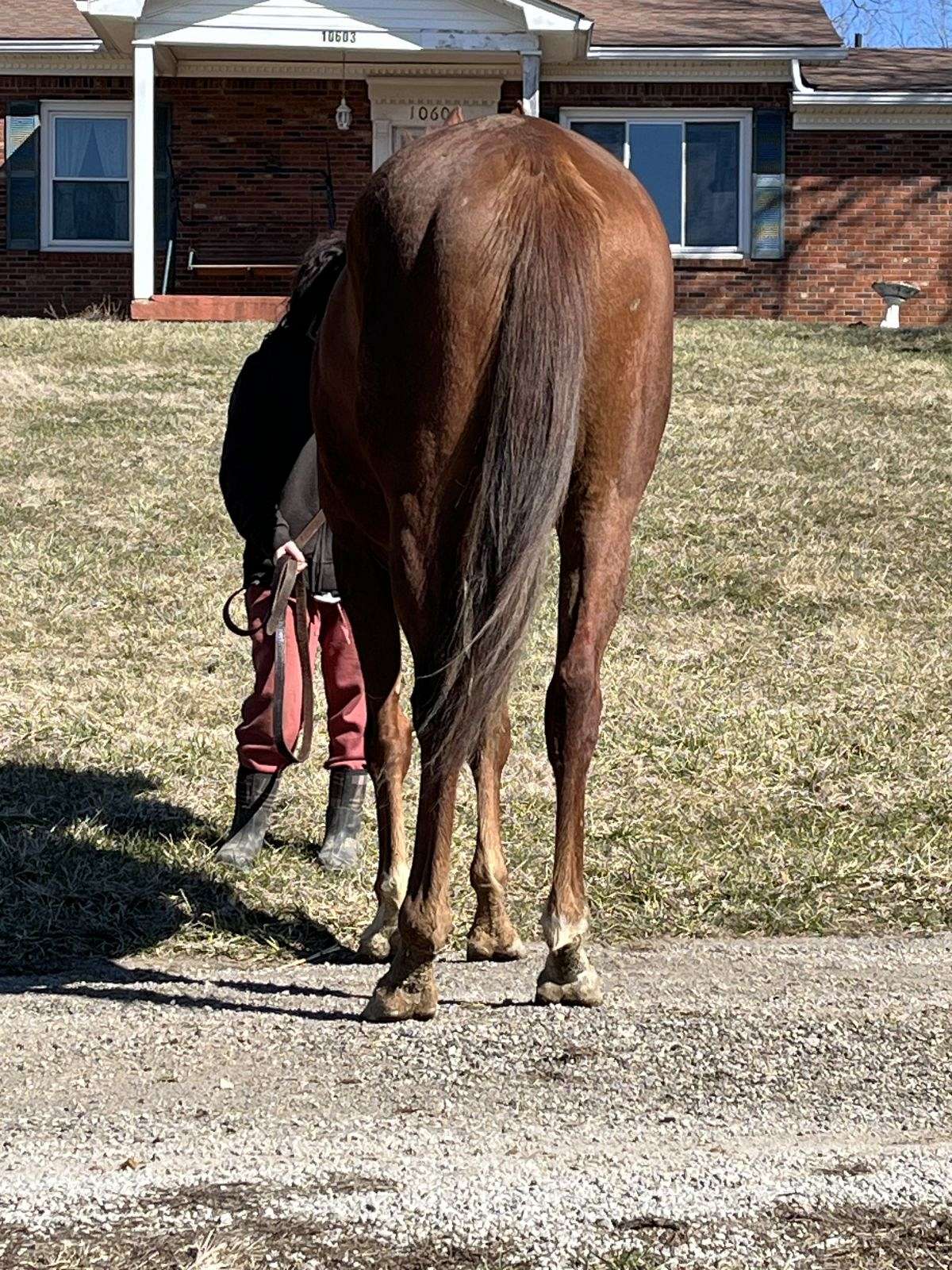 Sound 4 yo OTTB Chestnut Gelding Great Lower Level Prospect 16h