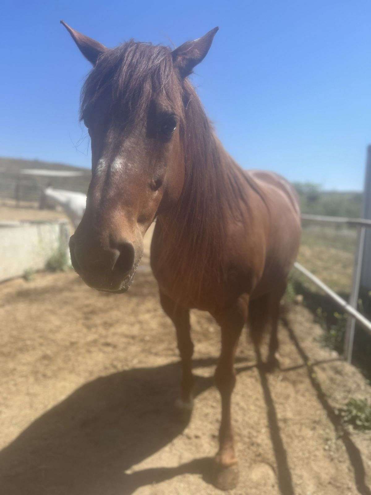 Laney - Beginner Safe