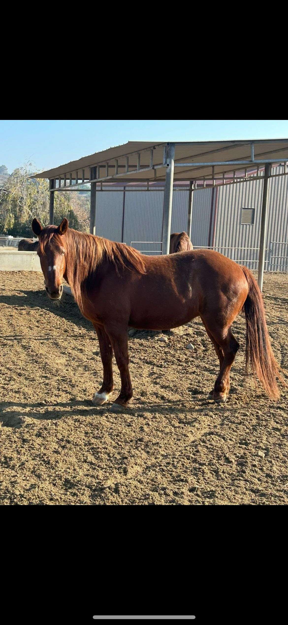 Laney - Beginner Safe