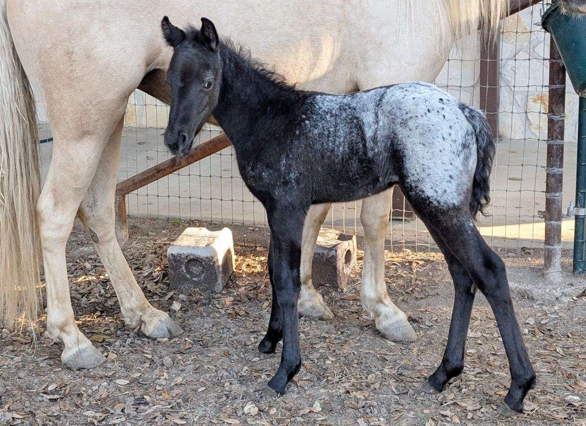 Super Fancy Walkaloosa Filly