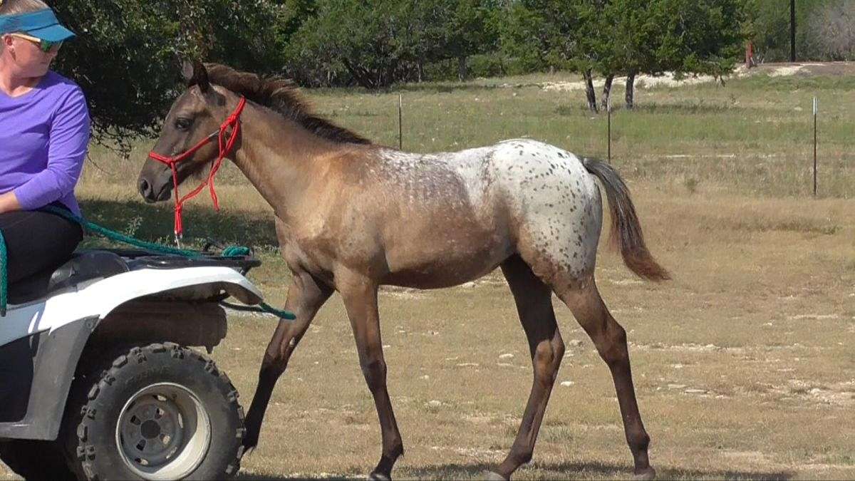 Super Fancy Walkaloosa Filly