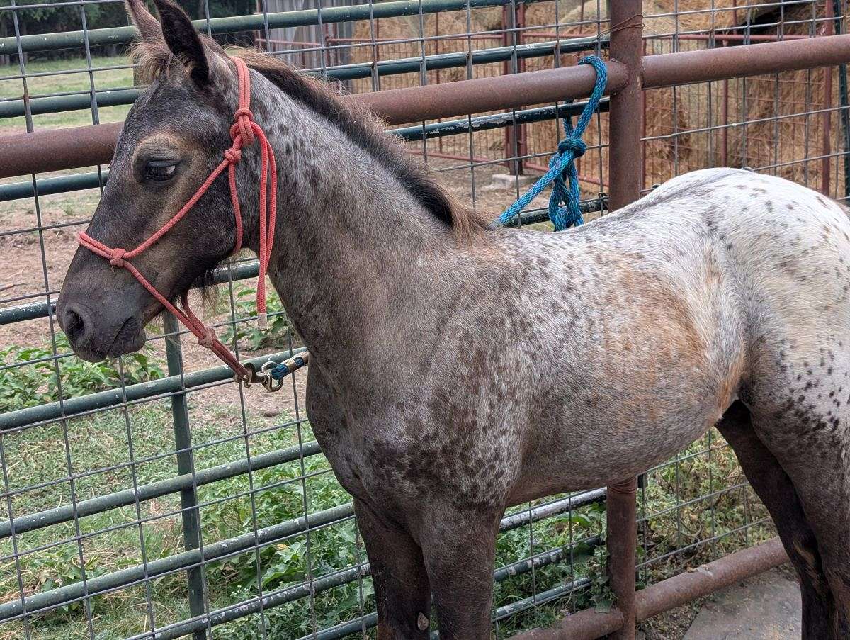 Super Fancy Walkaloosa Filly