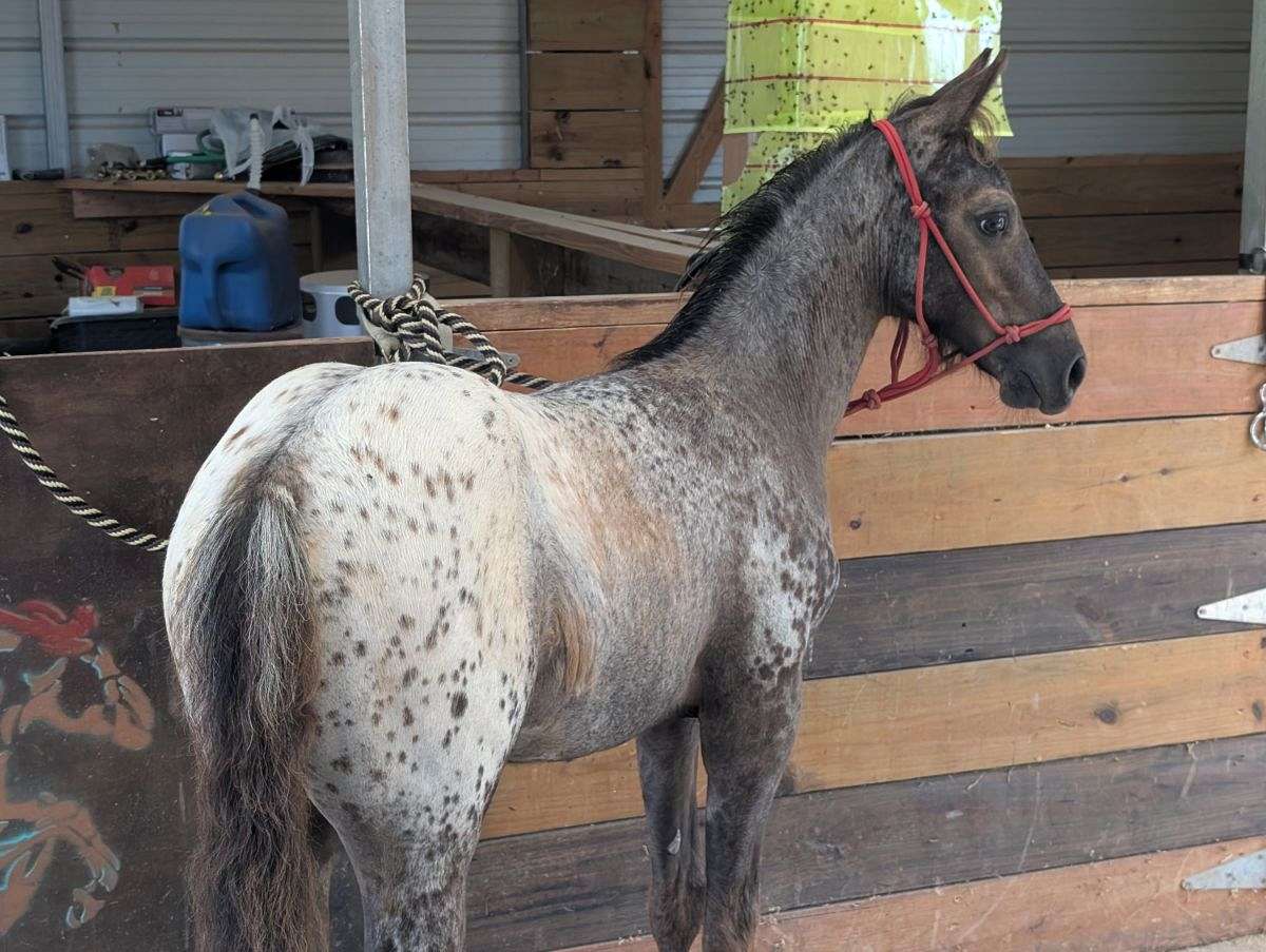 Super Fancy Walkaloosa Filly