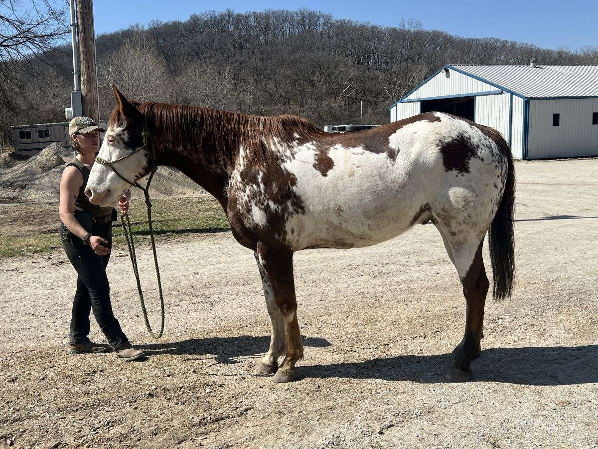 APHA Gelding for Sale