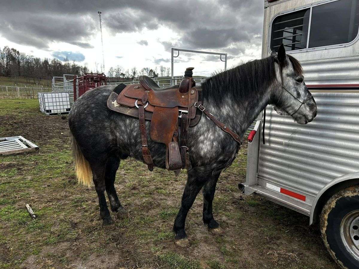 Dapple Grey Stout Draft Cross Pony