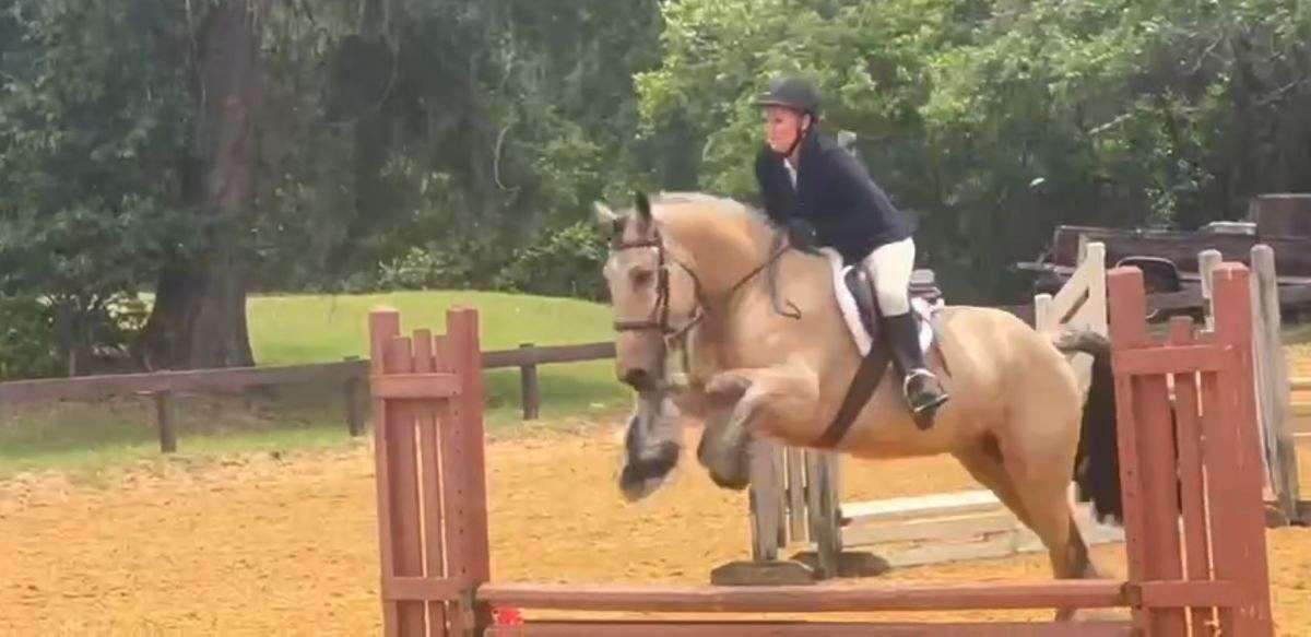 Buckskin Imported Irish Cob Gelding