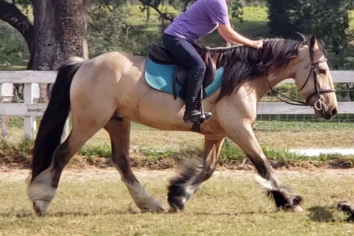 Buckskin Imported Irish Cob Gelding