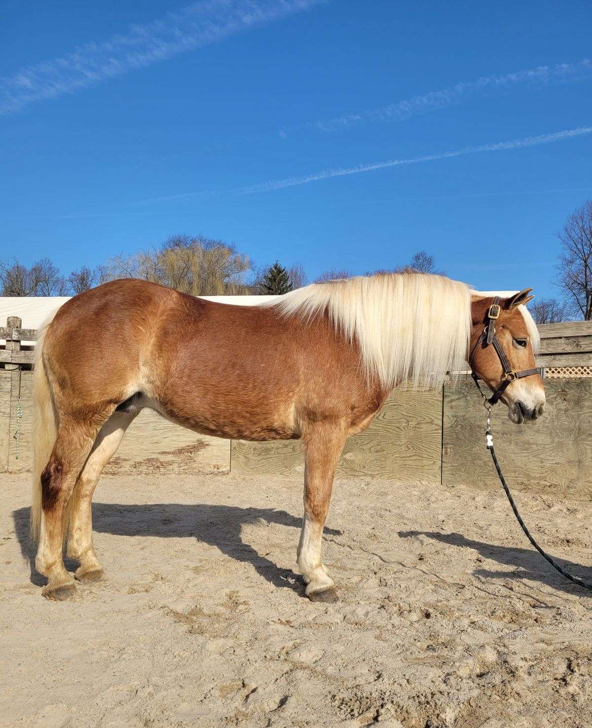 Sweet, Safe Registered Mare