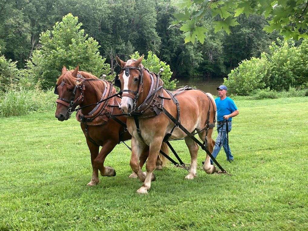 Chief - Blonde Belgian Gelding