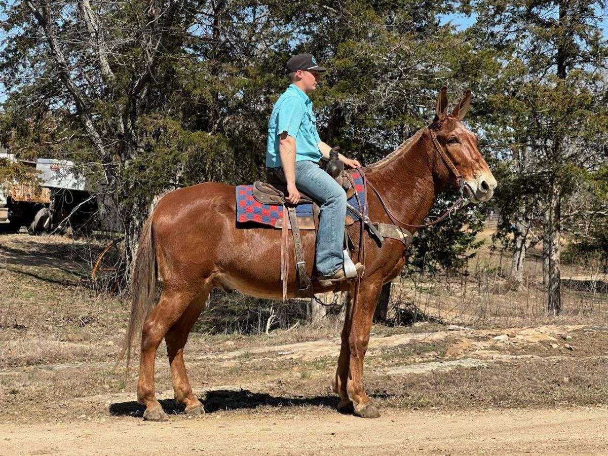 Nice John Mule Gentle Broke to Ride and Gaited - Roger
