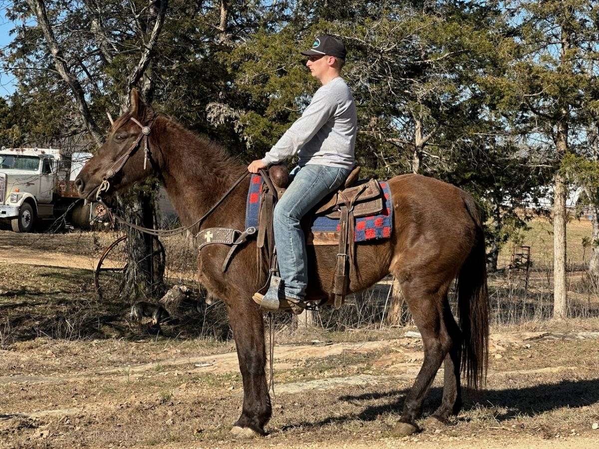 Gentle Broke to Ride Walking Horse Mare - Charm