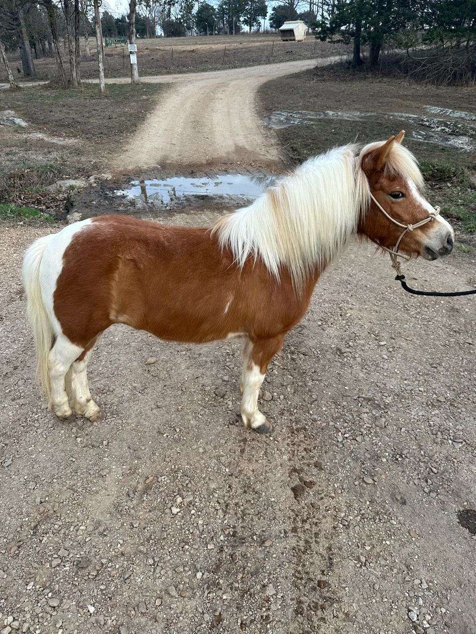 Gentle Pony Broke to Ride - Rico