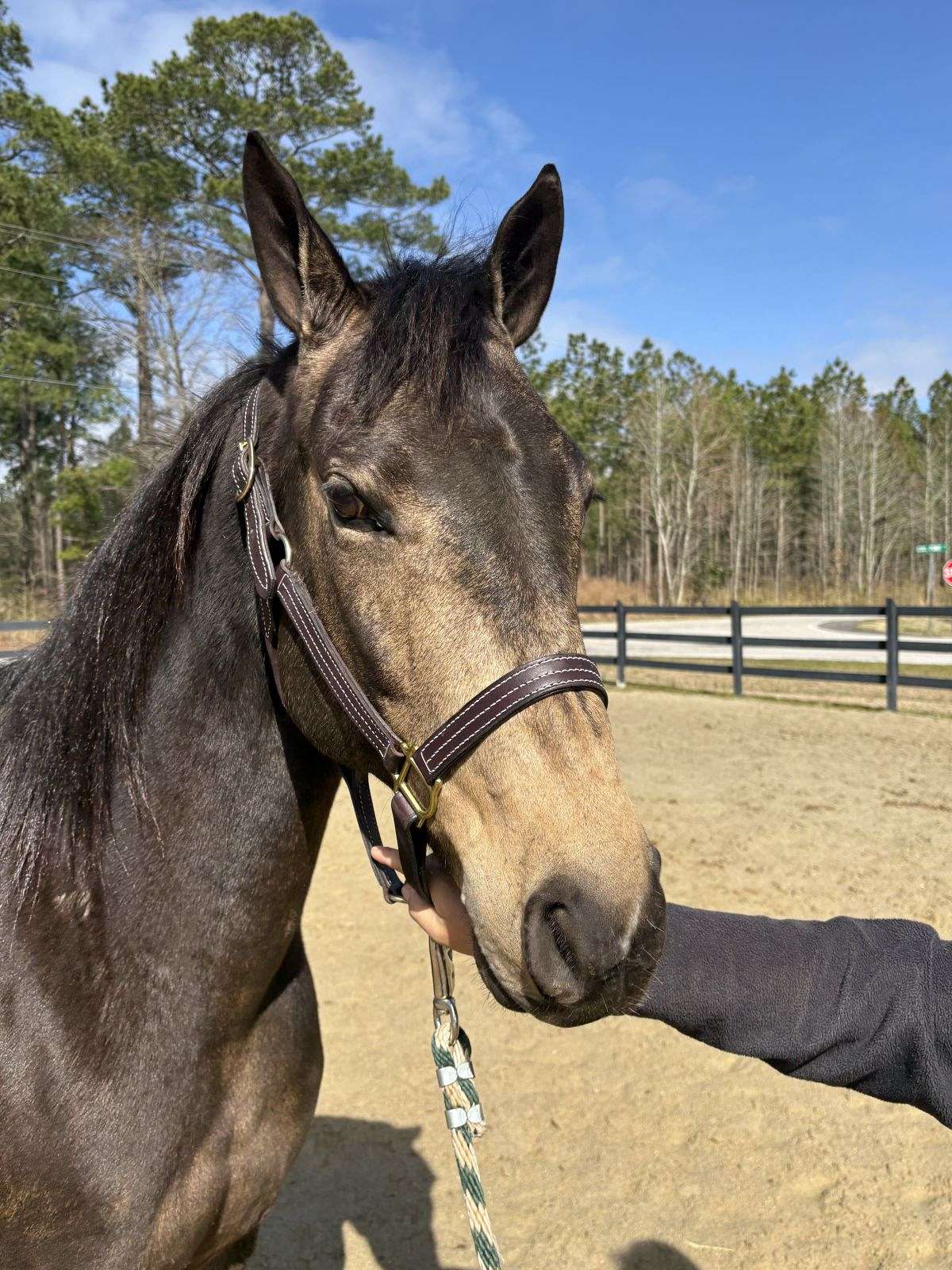 QH Buckskin Mare