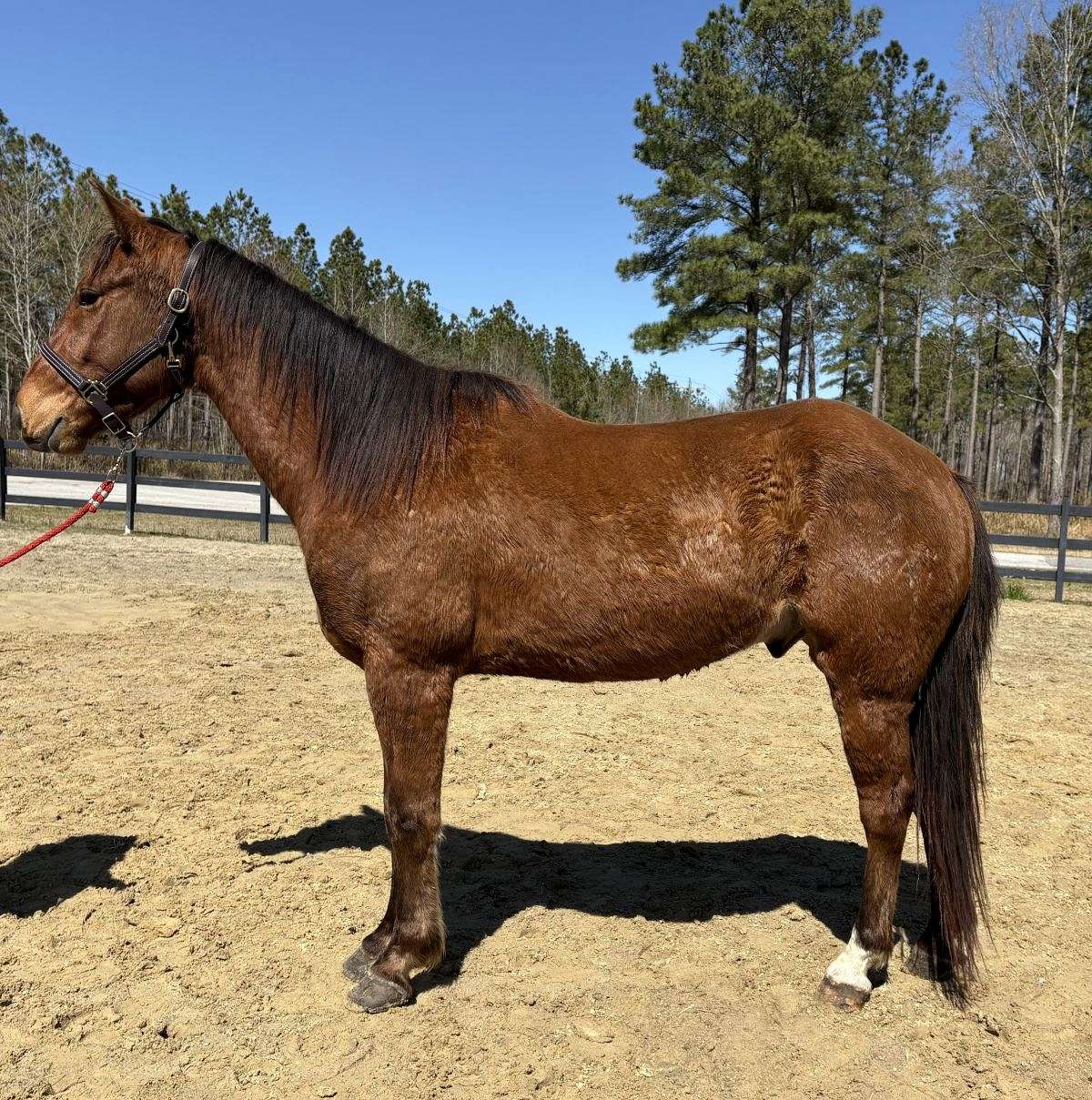 Percheron QH Cross