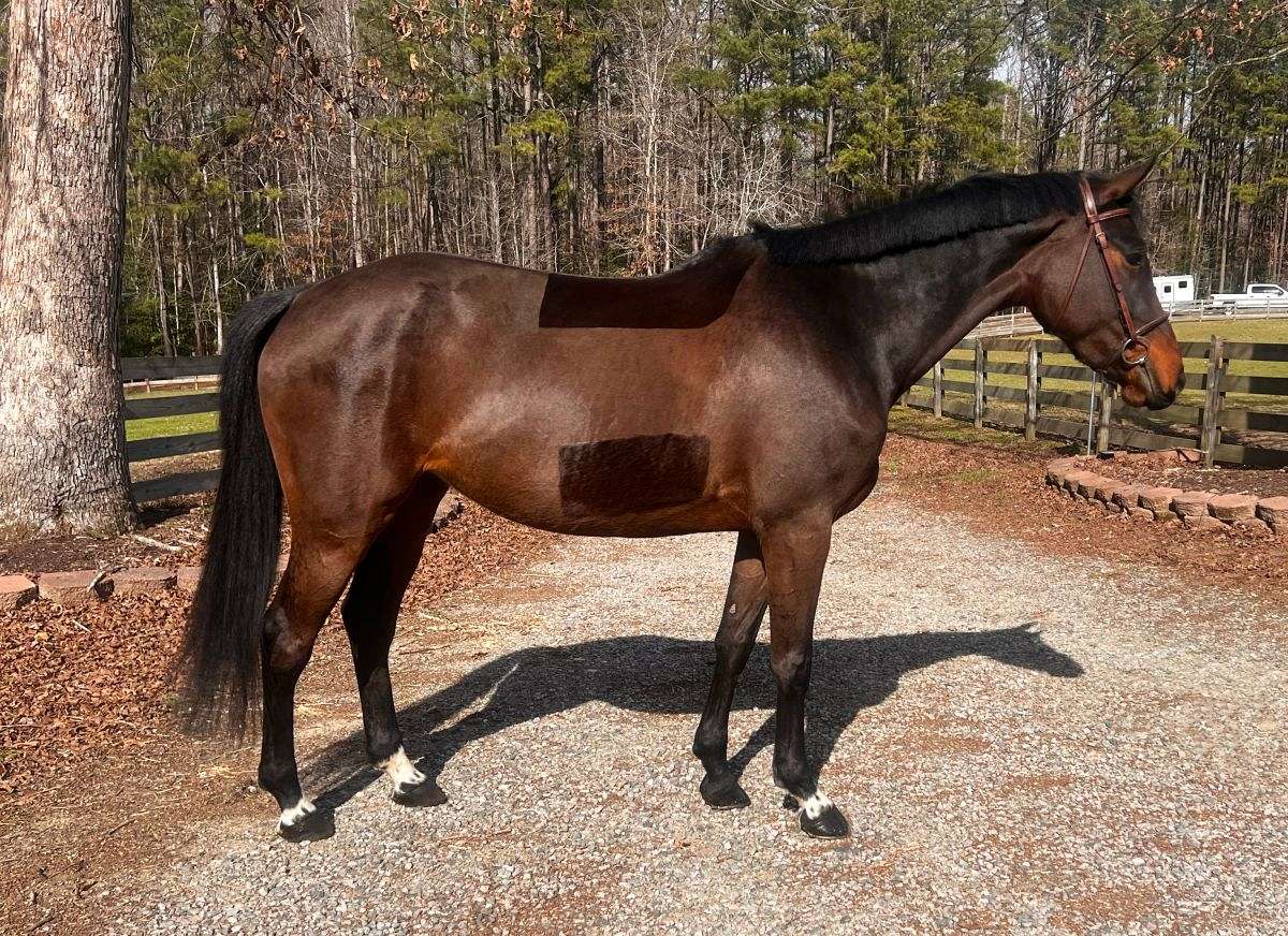 Jumper / Eventer / Fox Hunter