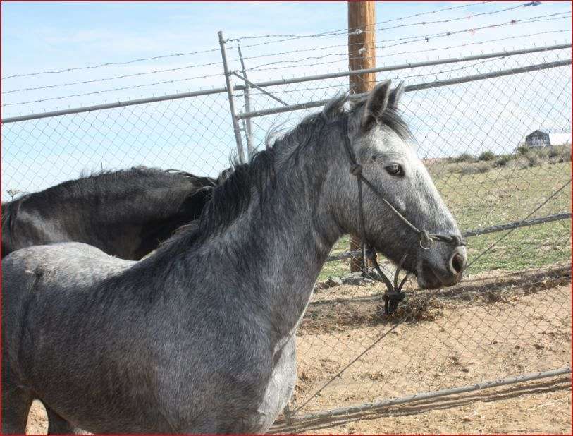 Enoch..Knabstrupper Leopard Appaloosa .Friesian Sport Horse Colt