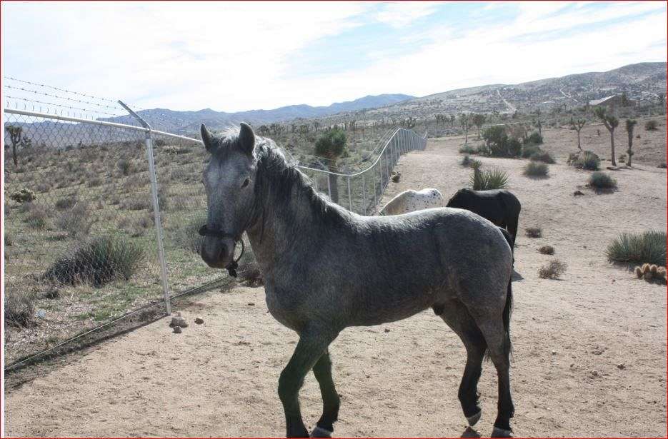 Enoch..Knabstrupper Leopard Appaloosa .Friesian Sport Horse Colt
