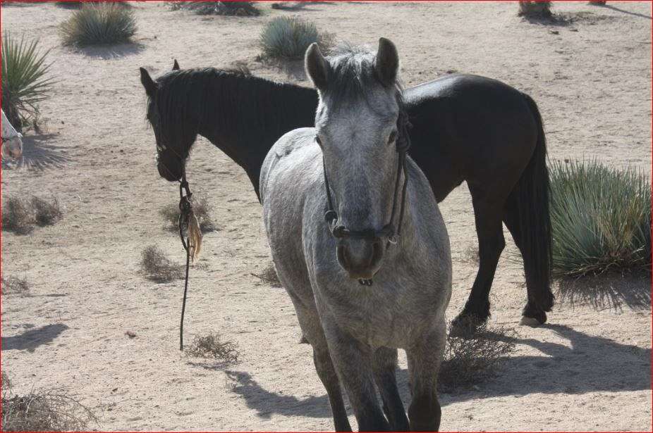 Enoch..Knabstrupper Leopard Appaloosa .Friesian Sport Horse Colt