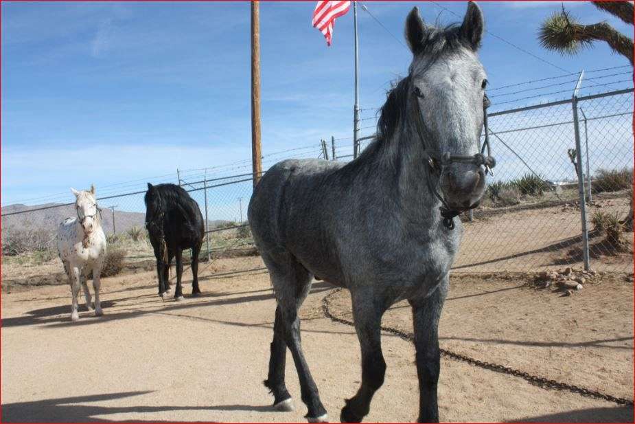 Enoch..Knabstrupper Leopard Appaloosa .Friesian Sport Horse Colt