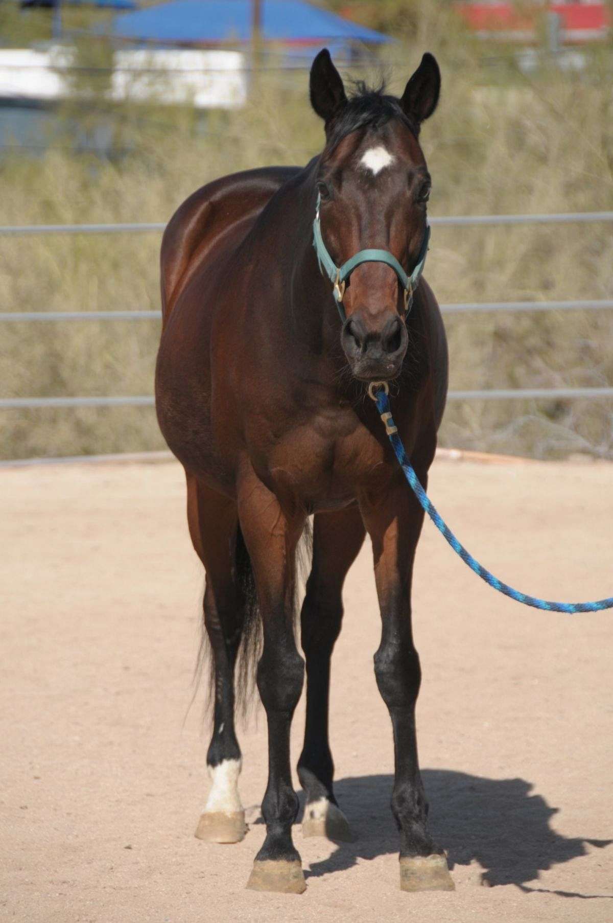 17 yo OTTB Lesson Horse