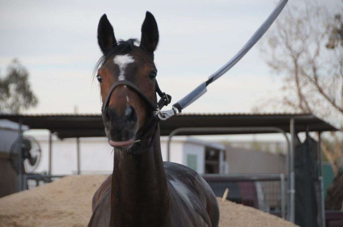 OTTB Mare English Prospect