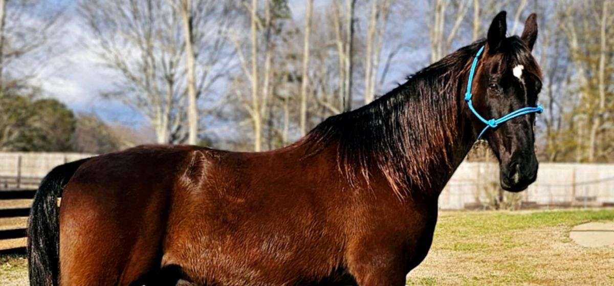 Max *Show Horse *Trail *Flashy *Gaited *TWH