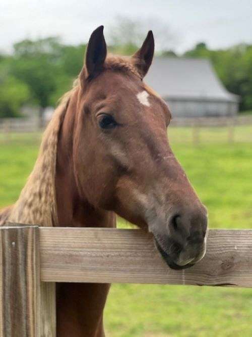 Jack - Registered Tennessee Walking Horse Gelding