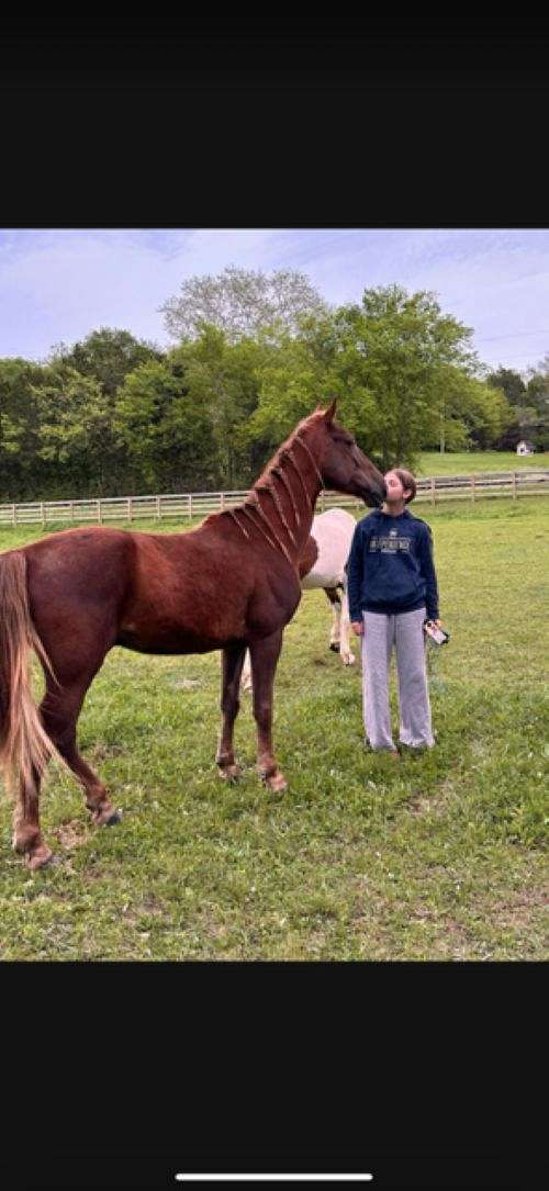 Jack - Registered Tennessee Walking Horse Gelding