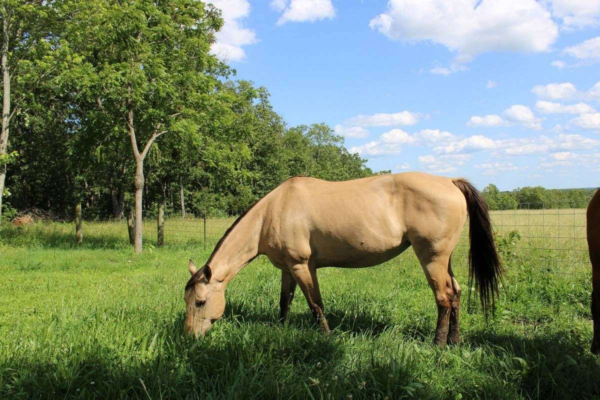 Beautiful Buckskin Mare