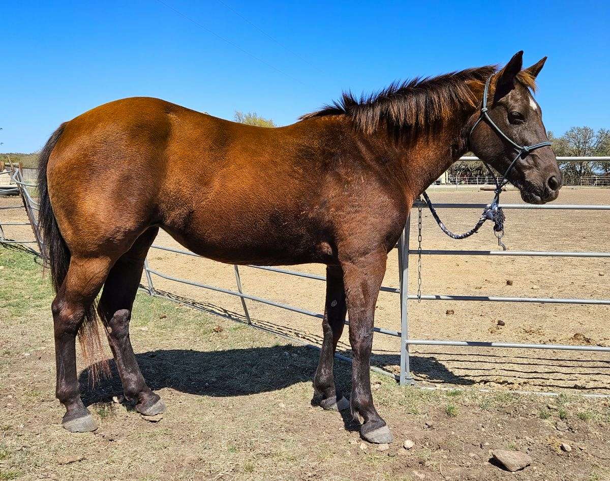 Sweet Mare, Easy and Fun to Ride!