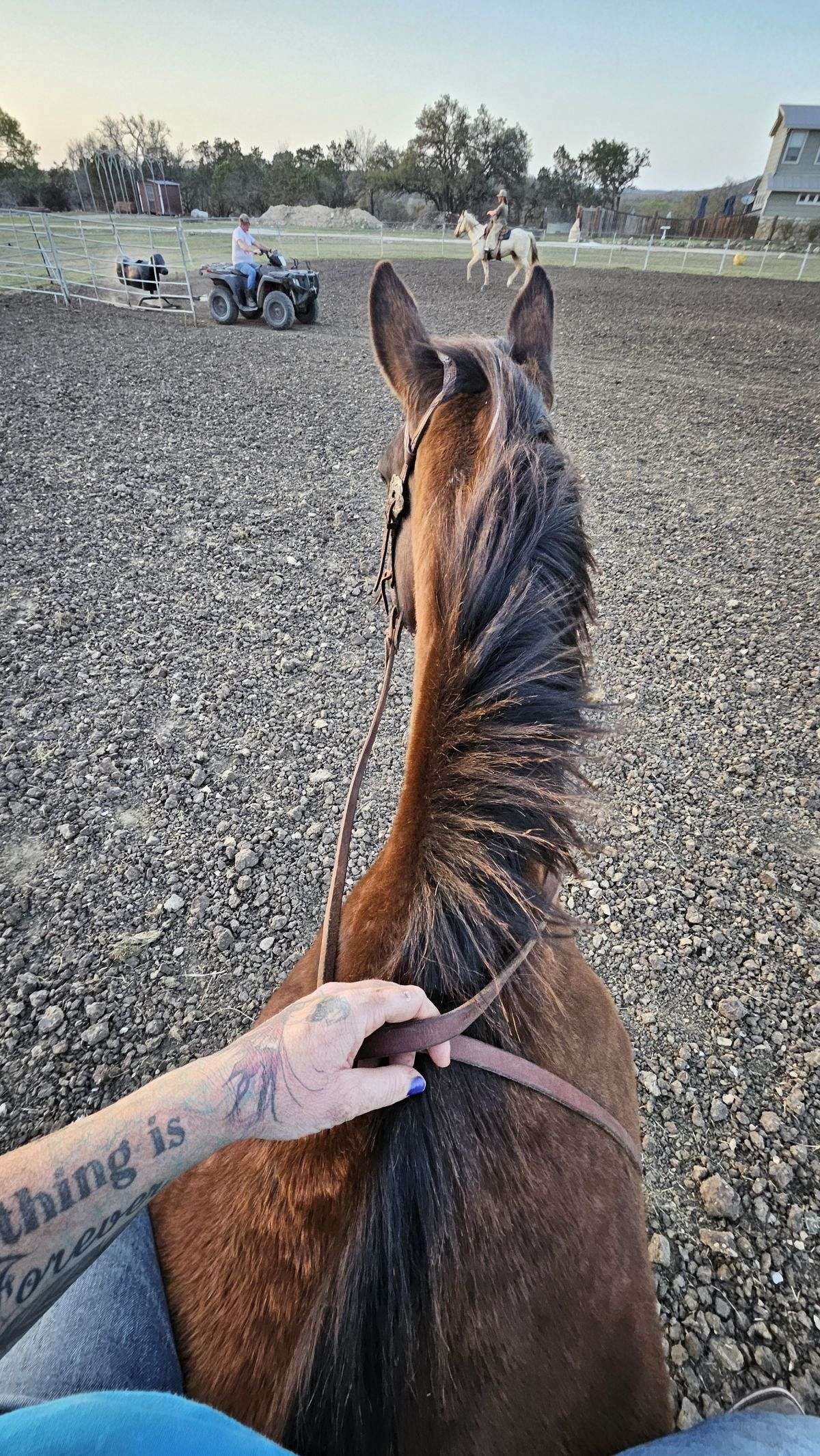 Sweet Mare, Easy and Fun to Ride!