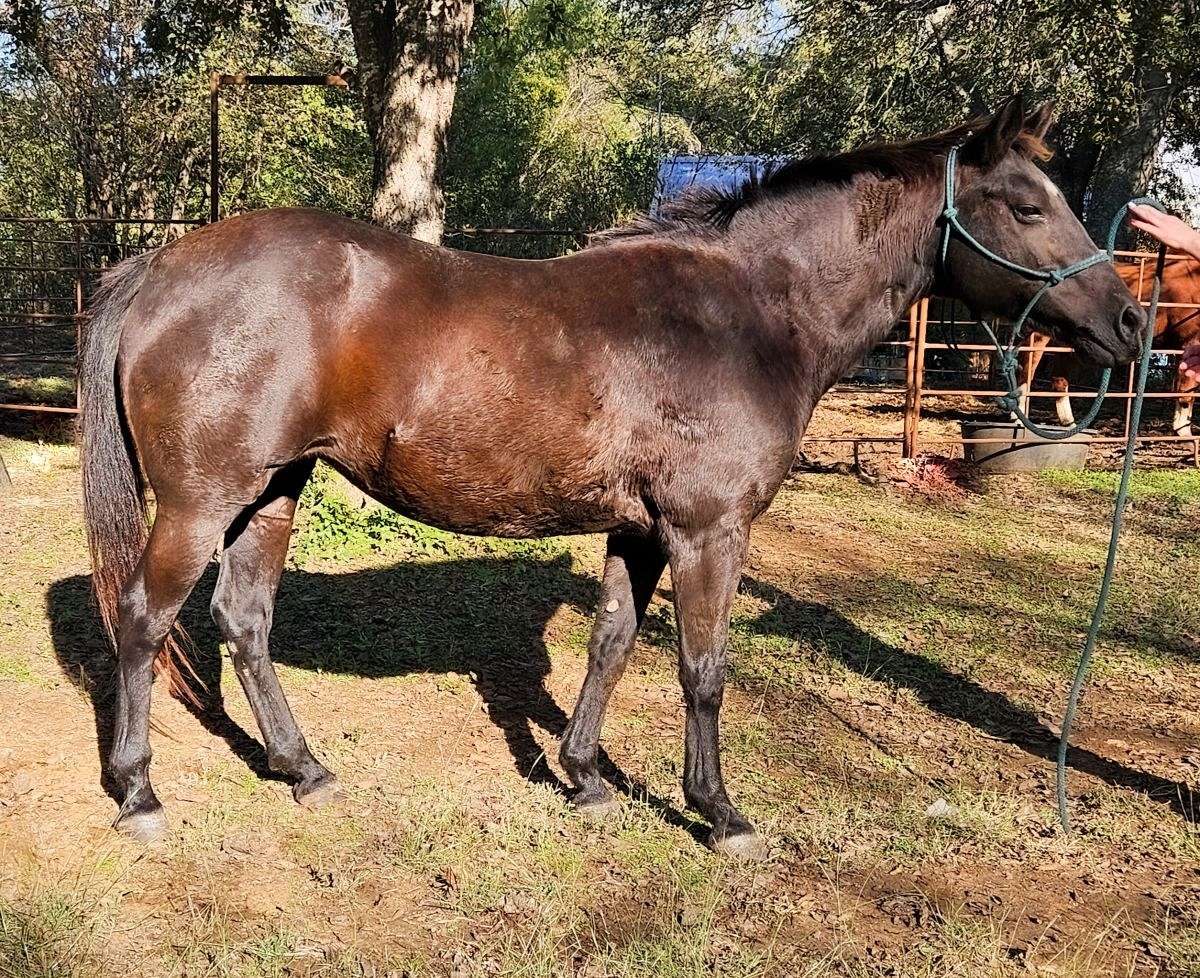 Sweet Mare, Easy and Fun to Ride!