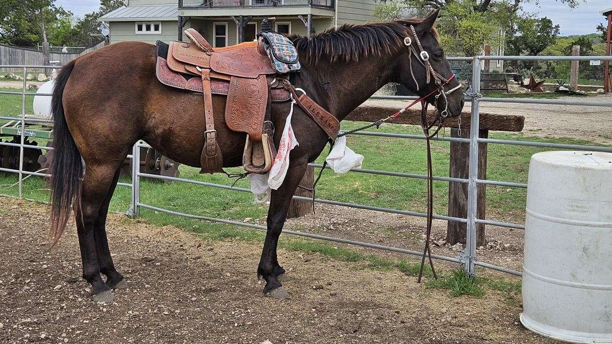Sweet Mare, Easy and Fun to Ride!