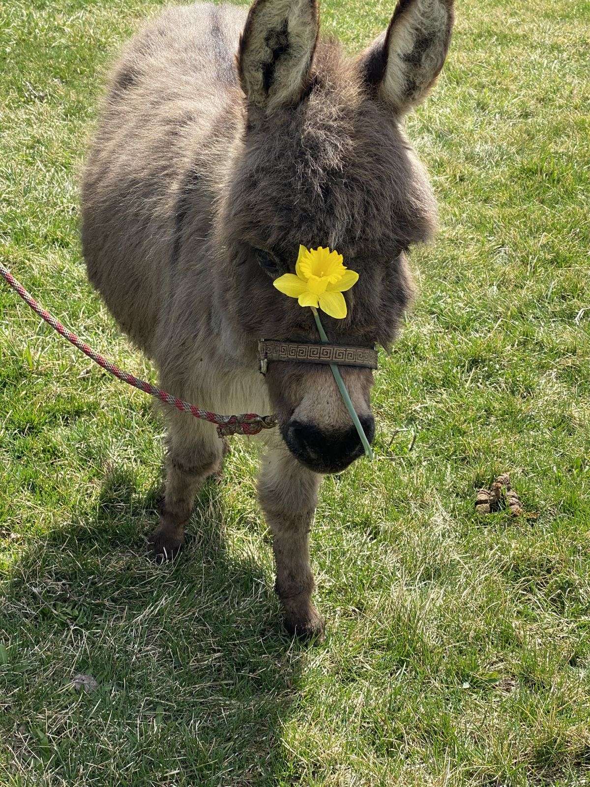 Cute Little Mini Donkey