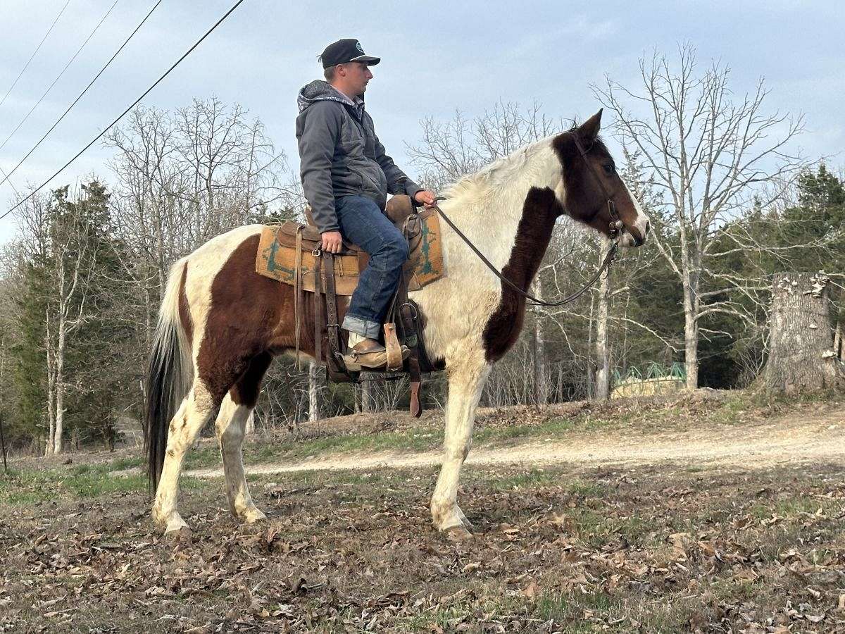 Gentle Smooth Fox Trotter - Carl