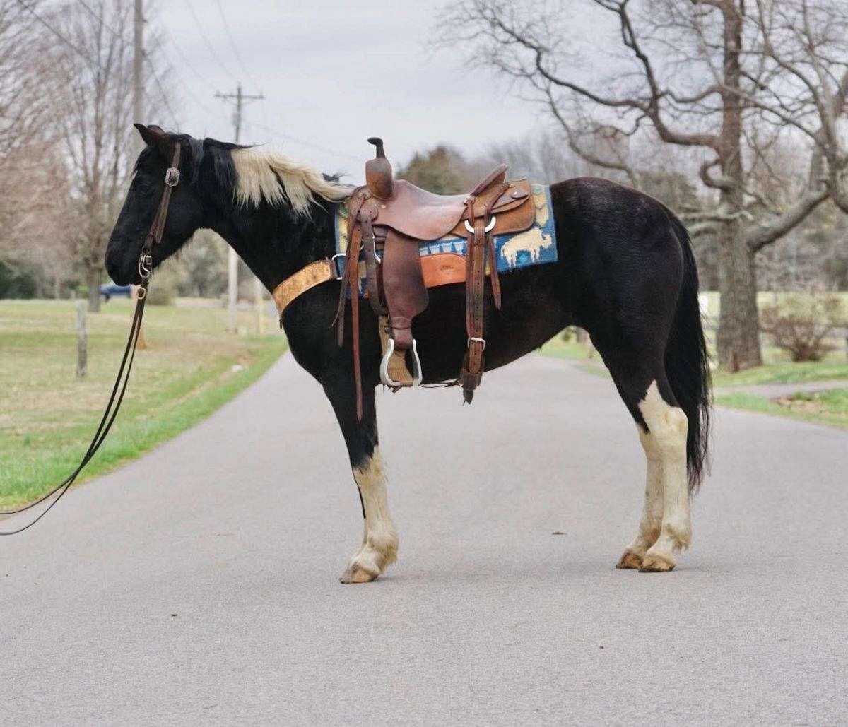 Miss Raja - Sweetest Trail-Riding Saddle Horse