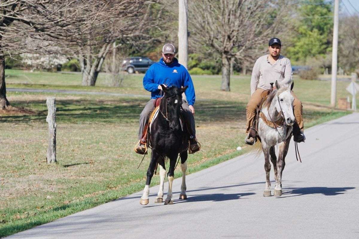 Miss Raja - Sweetest Trail-Riding Saddle Horse