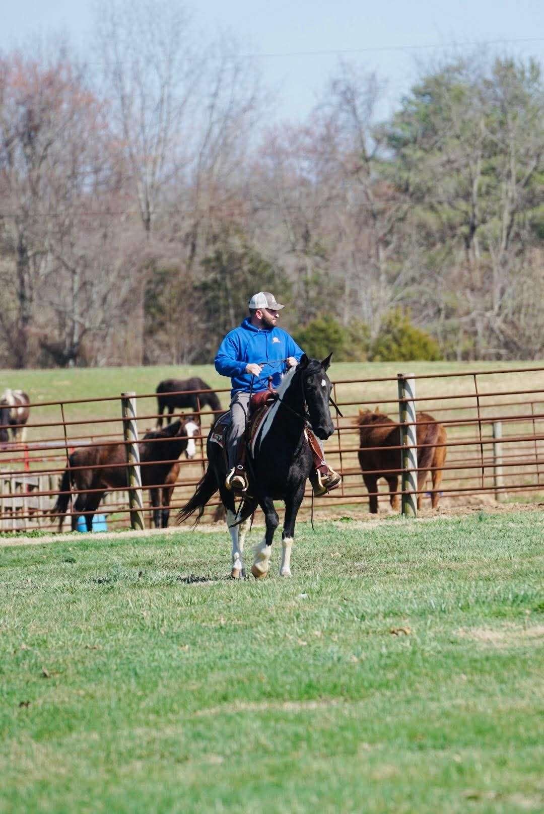 Miss Raja - Sweetest Trail-Riding Saddle Horse