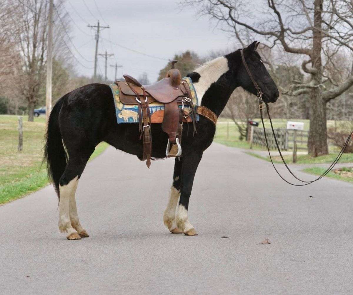 Miss Raja - Sweetest Trail-Riding Saddle Horse