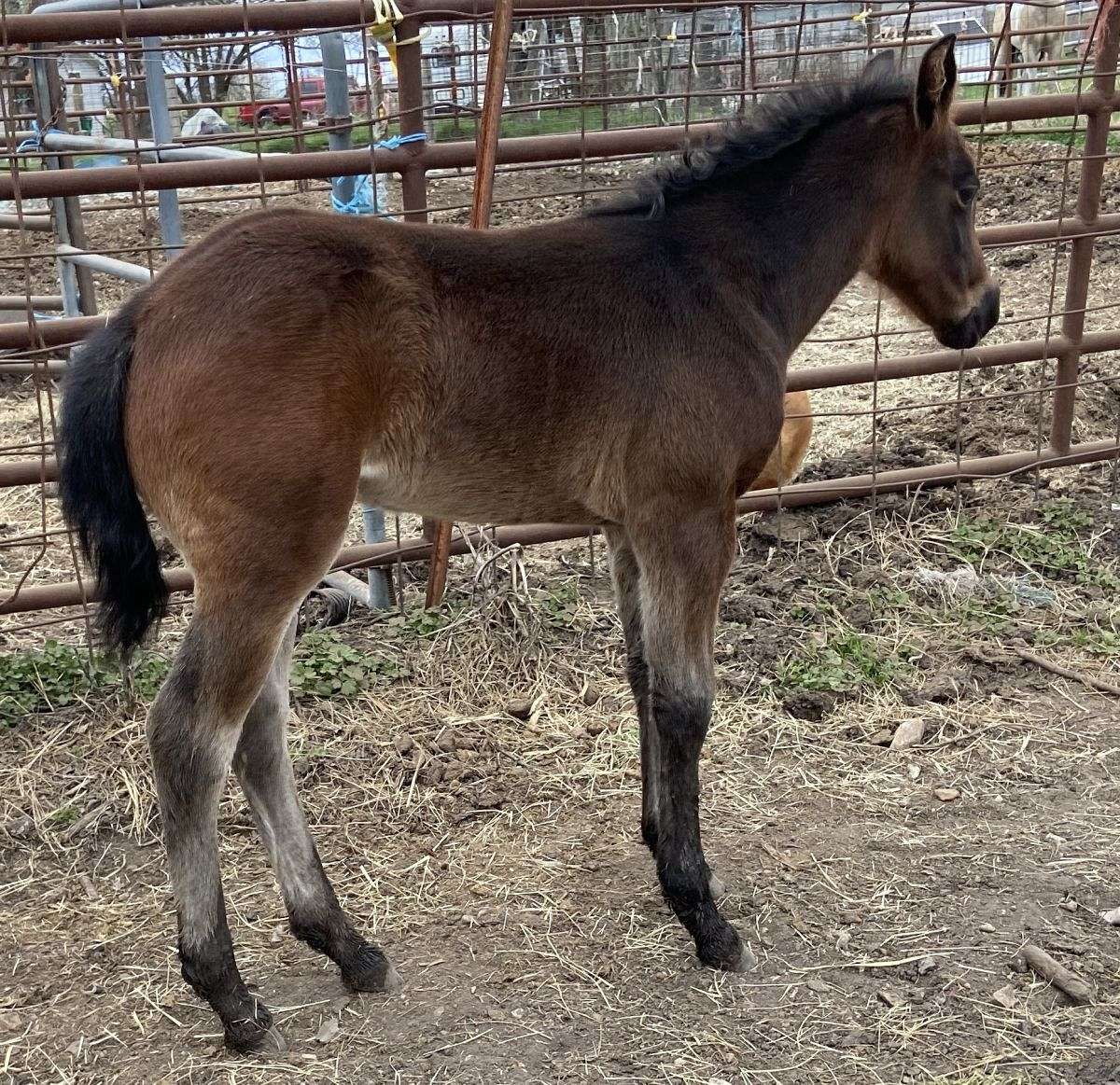 Bay Roan Colt With a World Class Pedigree & At a Budget Price.